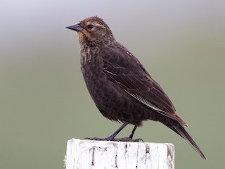 Red-winged Blackbird - eBird