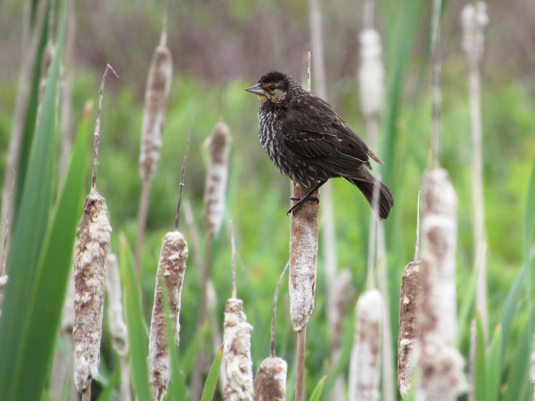 Red-winged Blackbird - Maine Bird Atlas