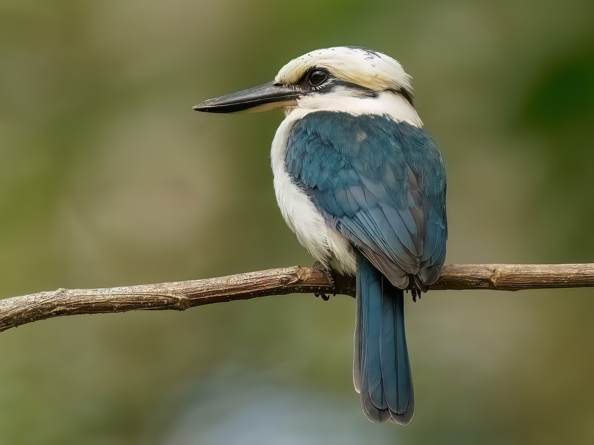 Chattering Kingfisher - Todiramphus tutus - Birds of the World