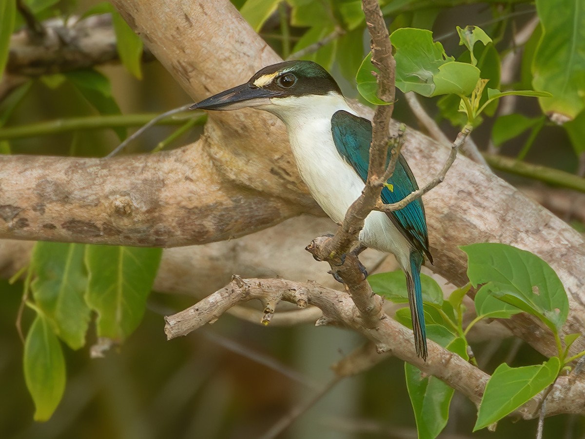 Colonist Kingfisher - Todiramphus colonus - Birds of the World