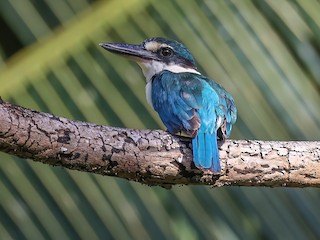 Melanesian Kingfisher - Todiramphus tristrami - Birds of the World