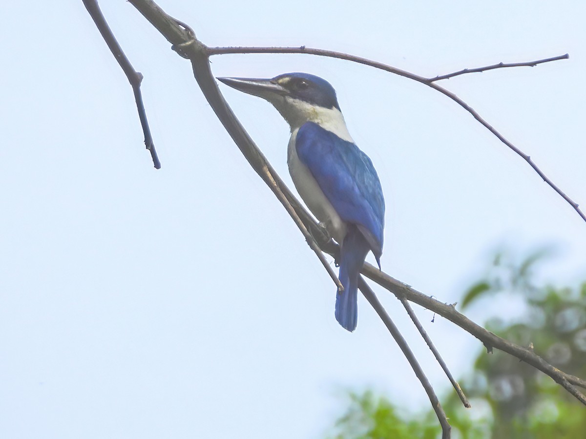 Talaud Kingfisher - Todiramphus enigma - Birds of the World