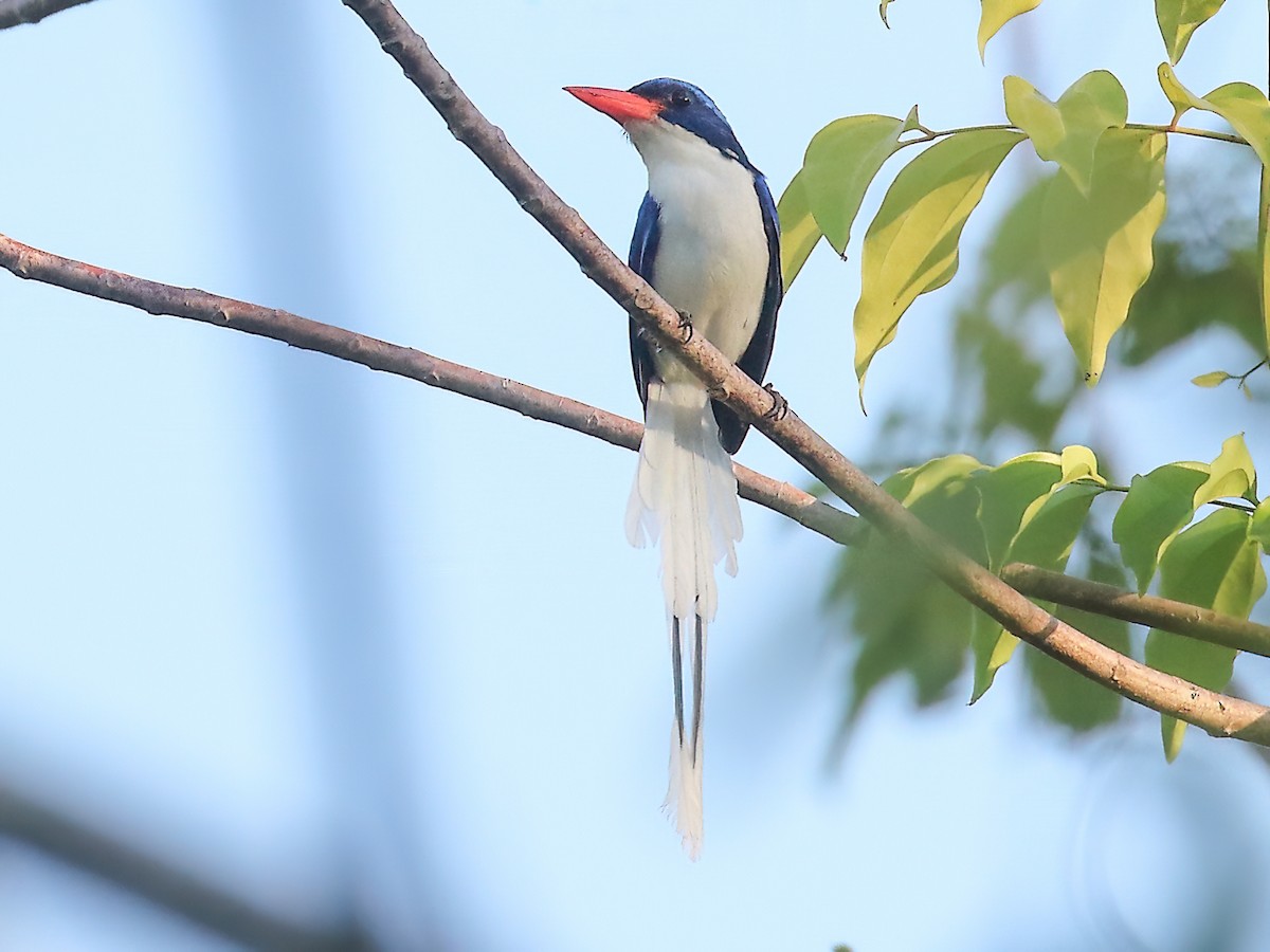 Kofiau Paradise-Kingfisher - Tanysiptera ellioti - Birds of the World