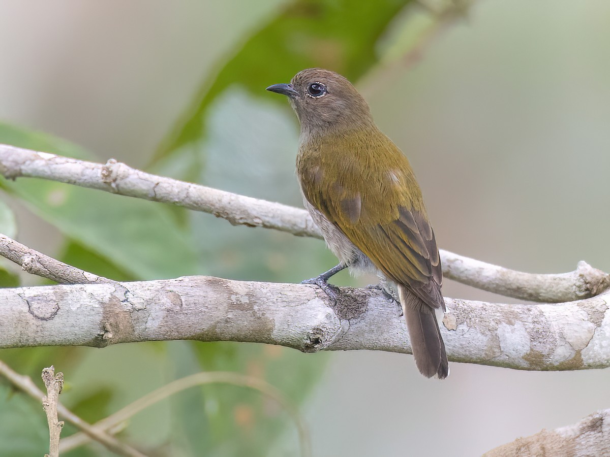 Cassin's Honeybird - Prodotiscus insignis - Birds of the World