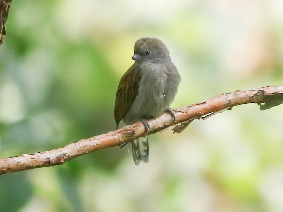 Dwarf Honeyguide - Indicator pumilio - Birds of the World