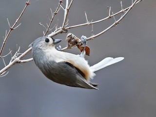 Tufted Titmouse - eBird