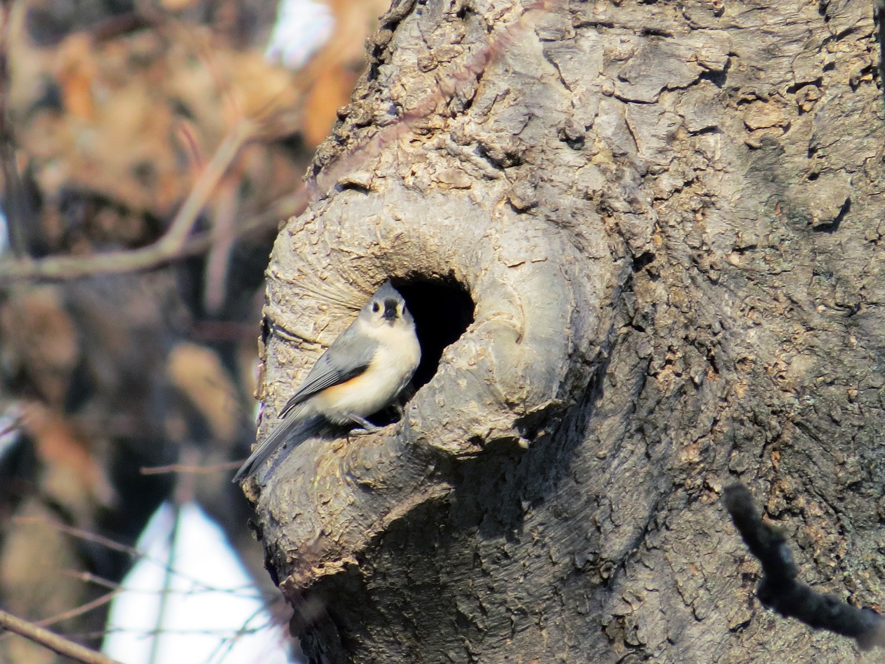 Tufted Titmouse - eBird