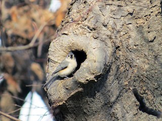 Tufted Titmouse - eBird
