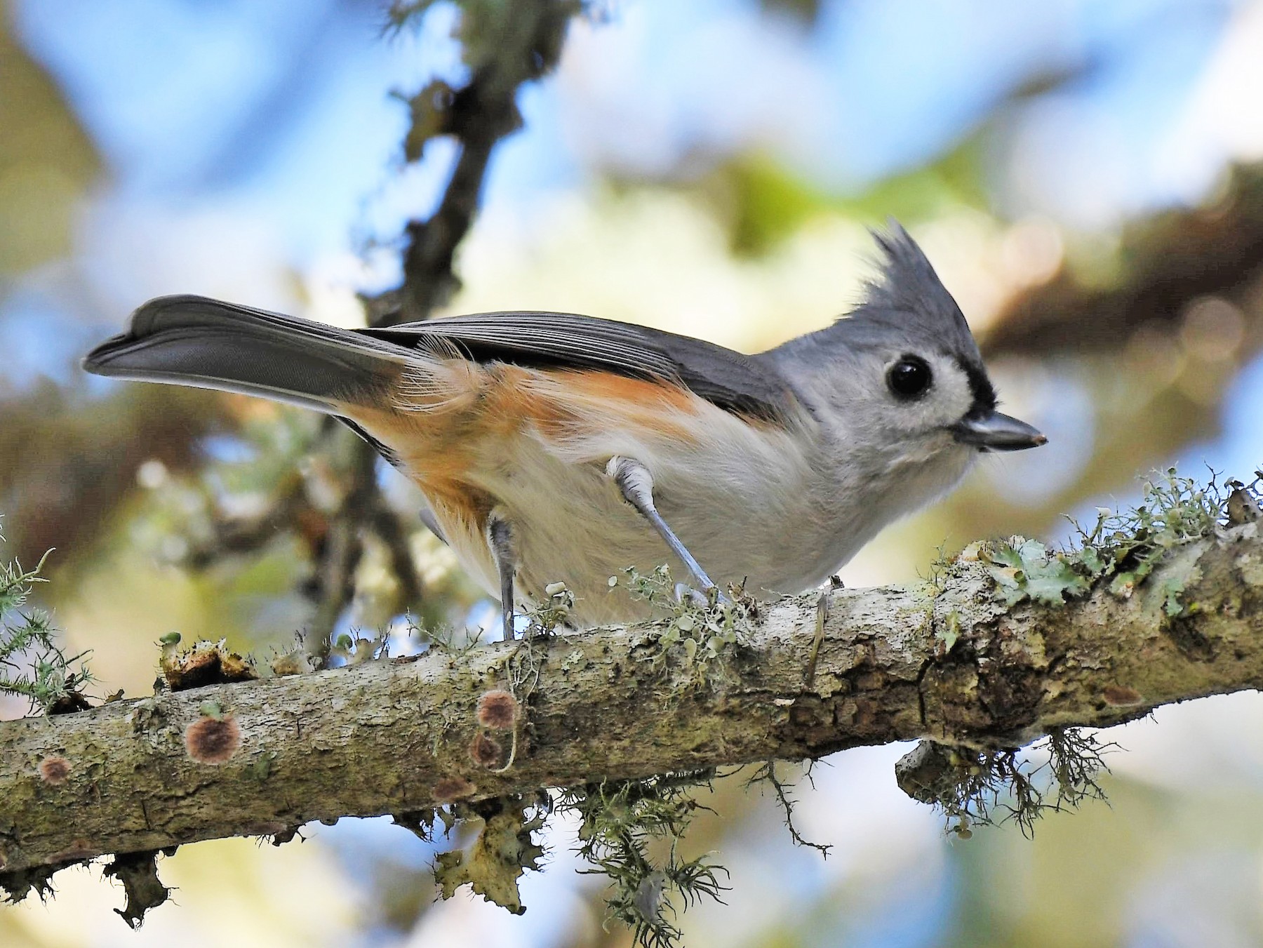 Tufted Titmouse - eBird