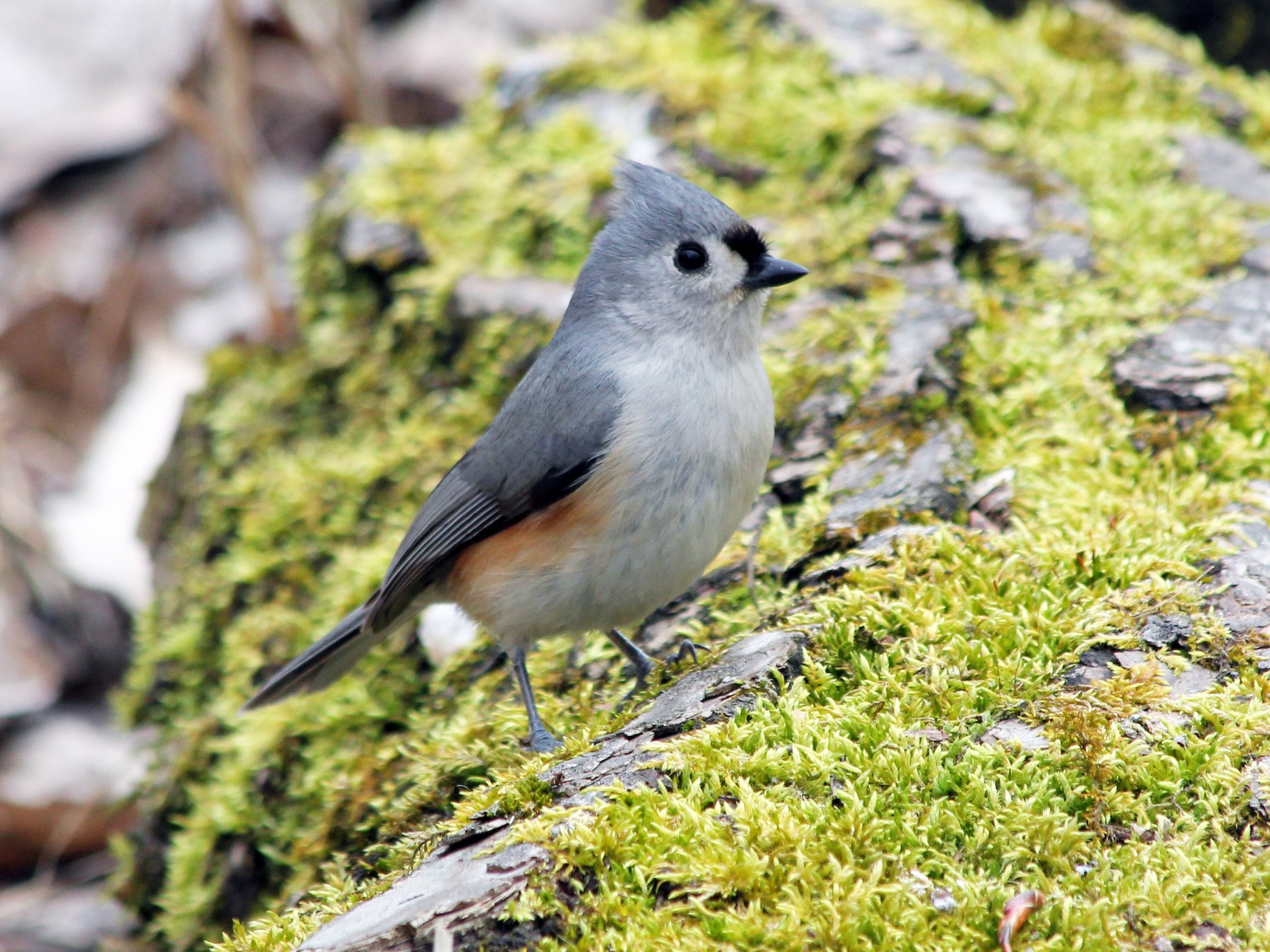 Tufted Titmouse - eBird