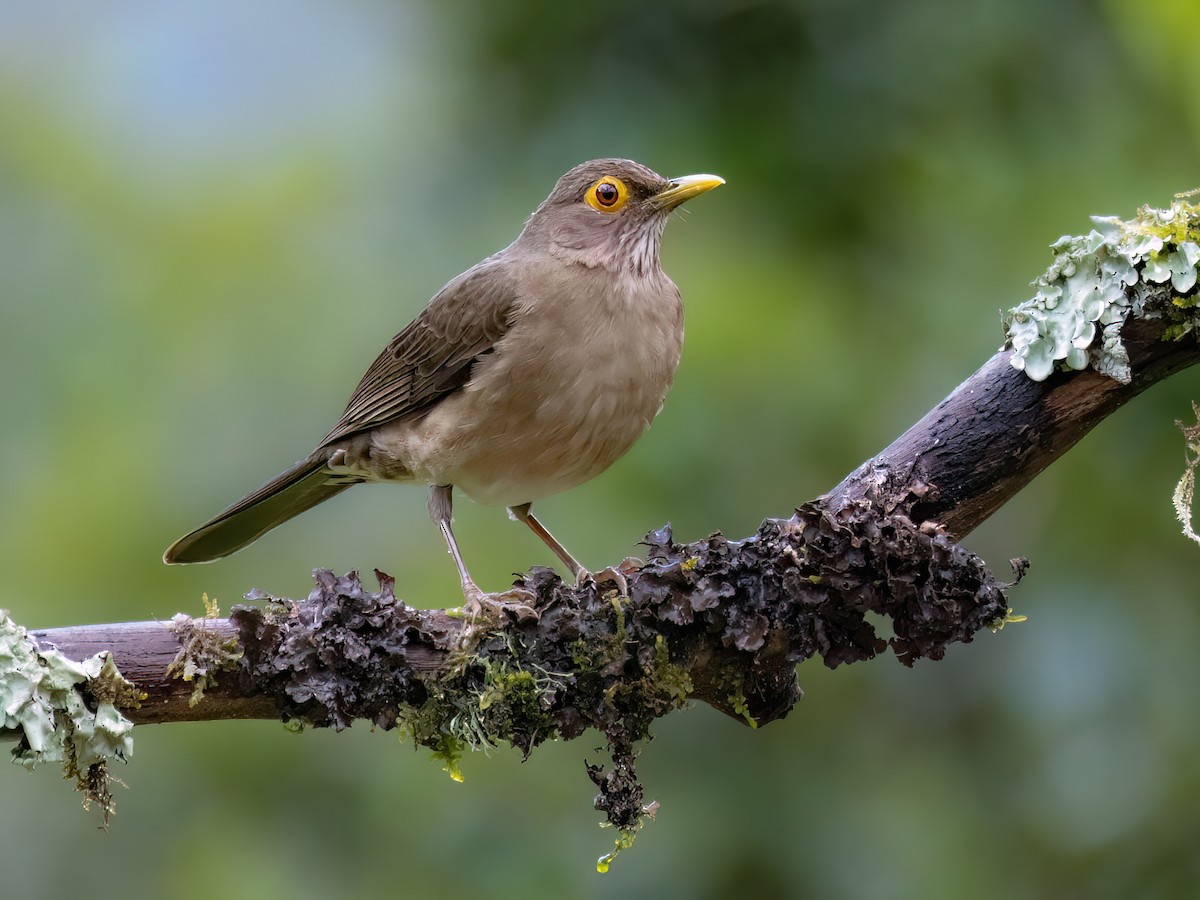 Spectacled Thrush - Turdus nudigenis - Birds of the World
