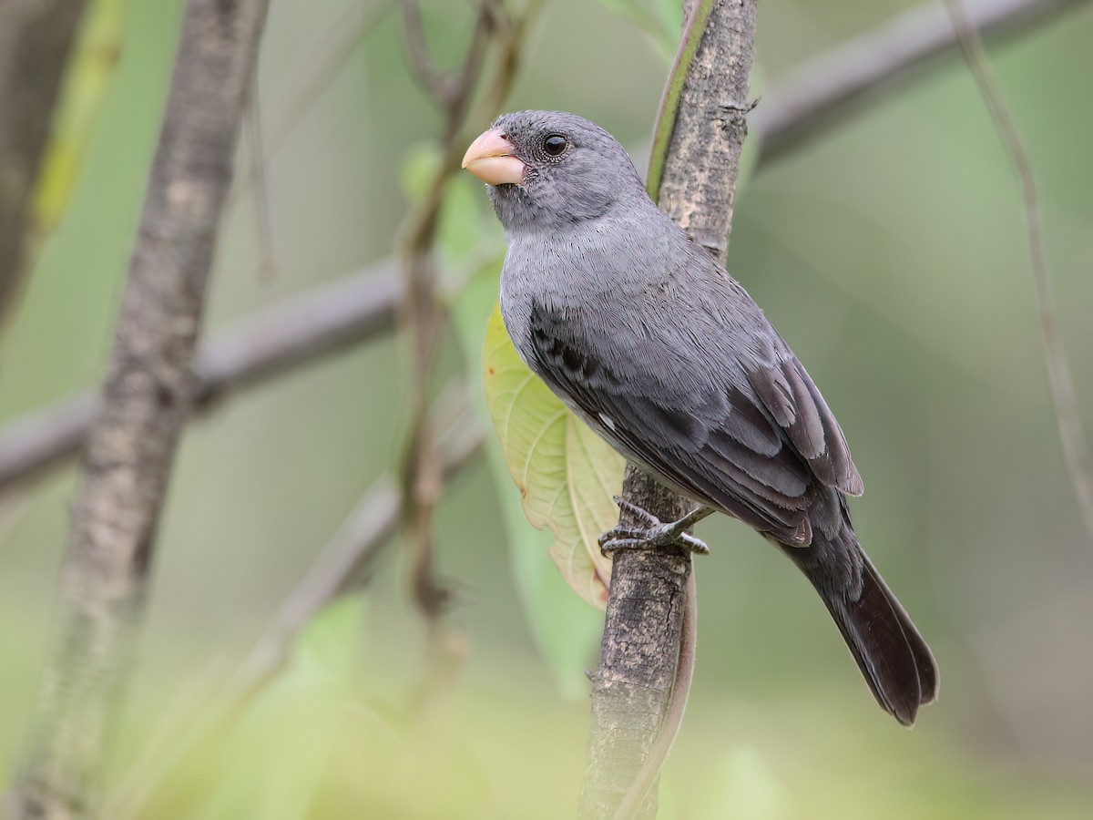 Gray Seedeater - Sporophila intermedia - Birds of the World