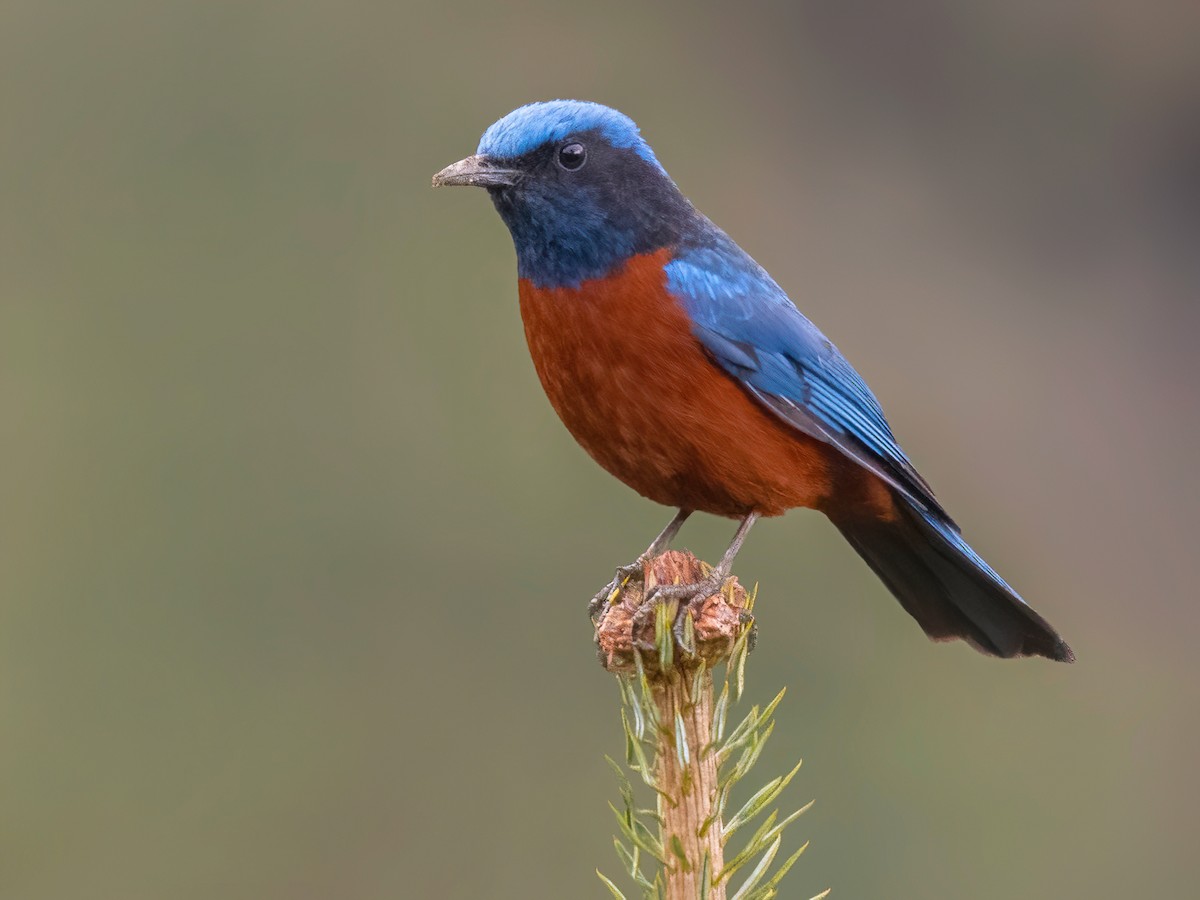 Chestnut-bellied Rock-Thrush - Monticola rufiventris - Birds of the World