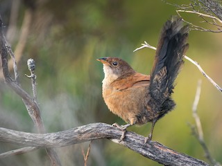 Noisy Scrub-bird - Atrichornis clamosus - Birds of the World