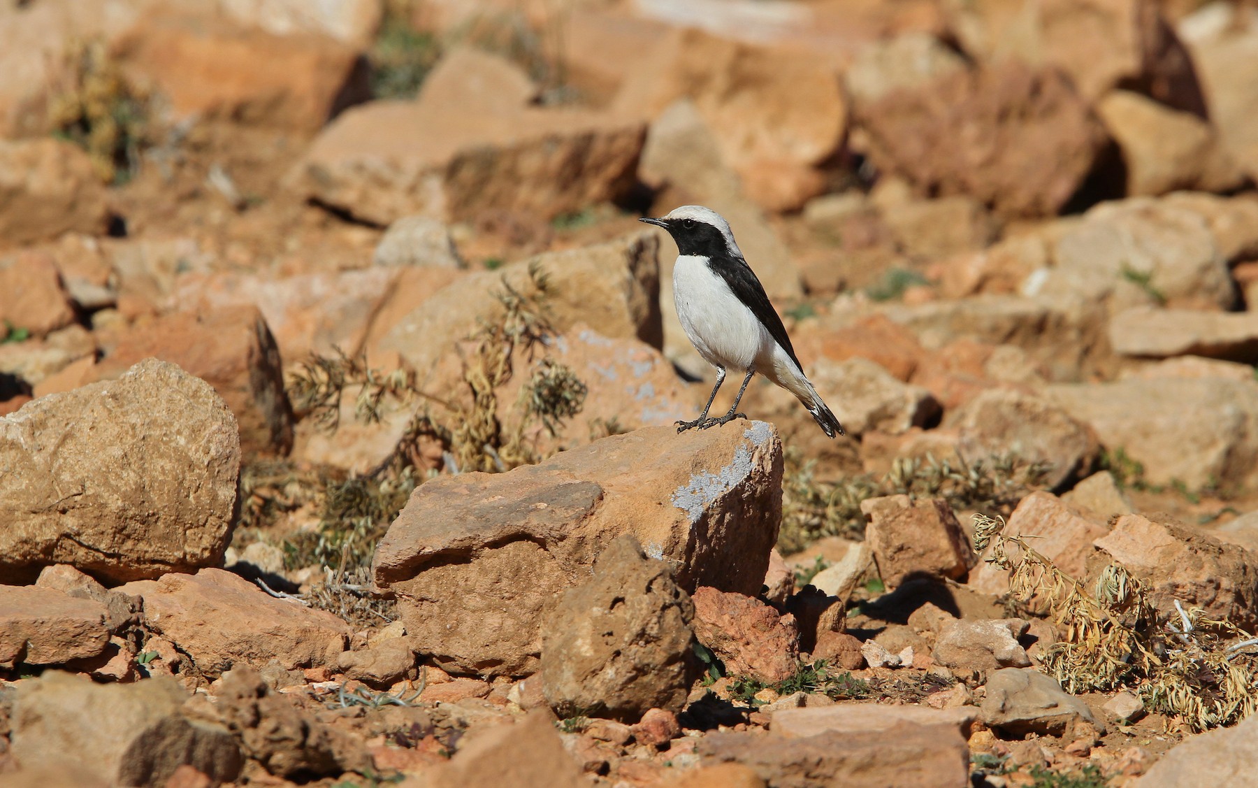 Mourning Wheatear (Maghreb) - eBird