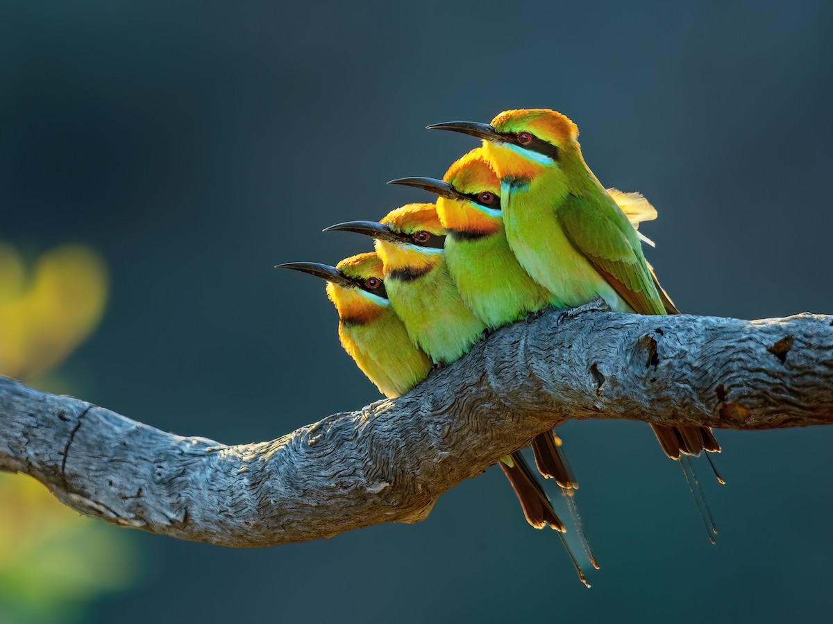 Rainbow Bee-eater - Merops ornatus - Birds of the World