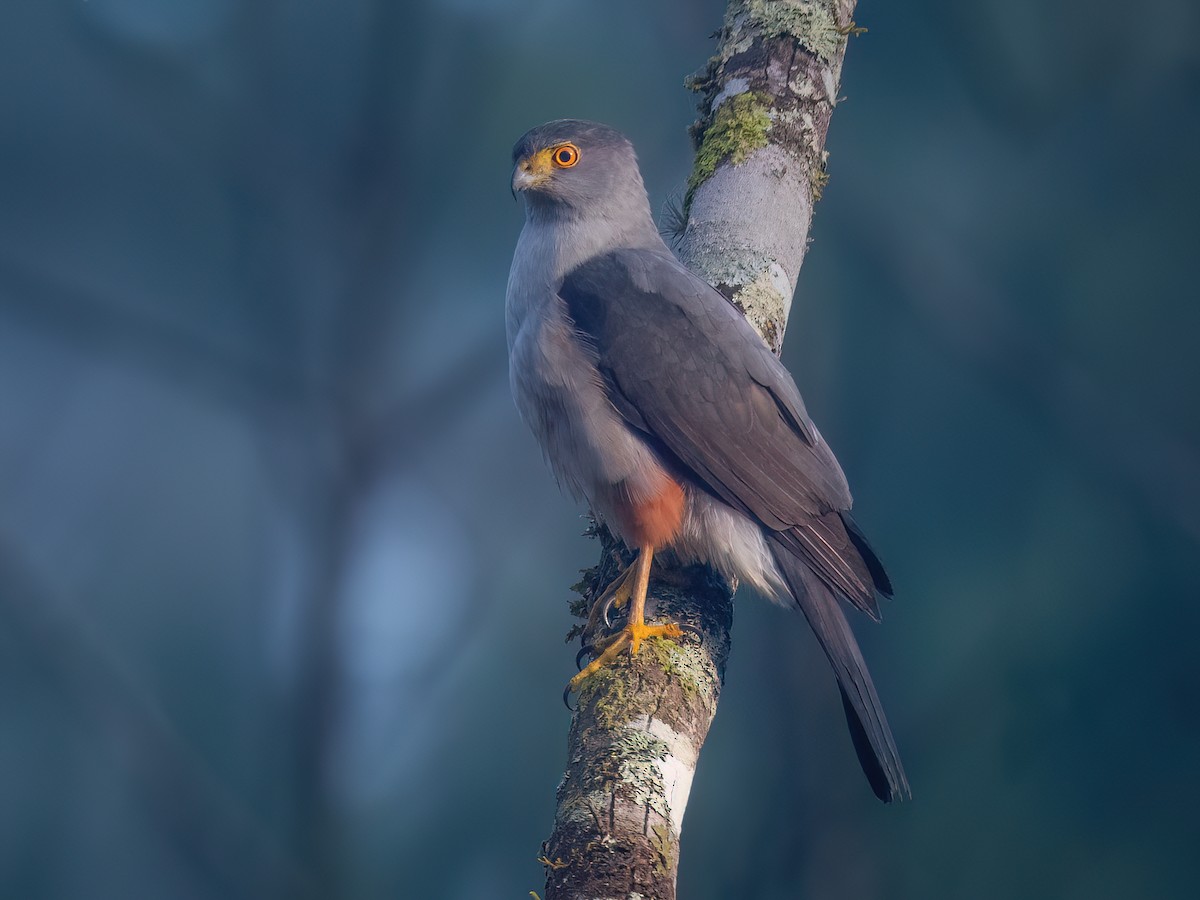 Bicolored Hawk - Astur bicolor - Birds of the World