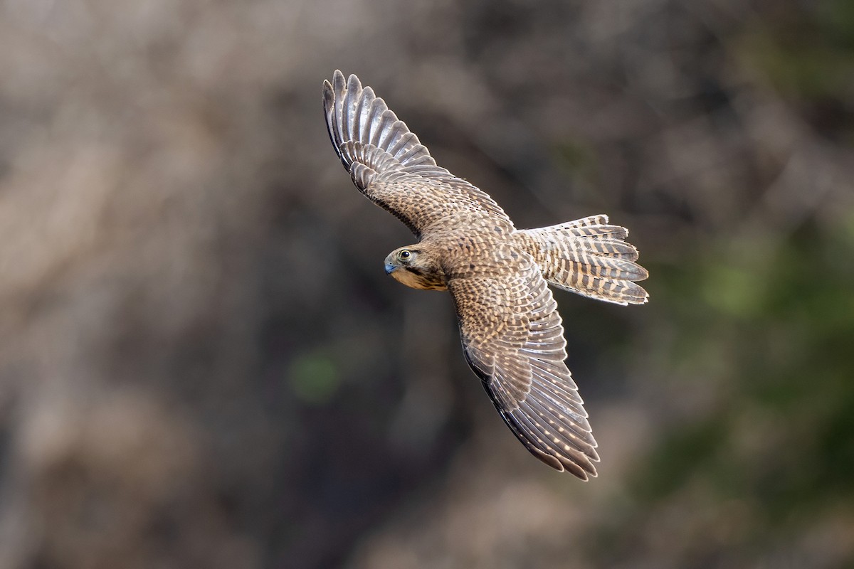 Eurasian Kestrel (Cape Verde) - eBird