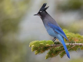 Steller's Jay - Cyanocitta stelleri - Birds of the World
