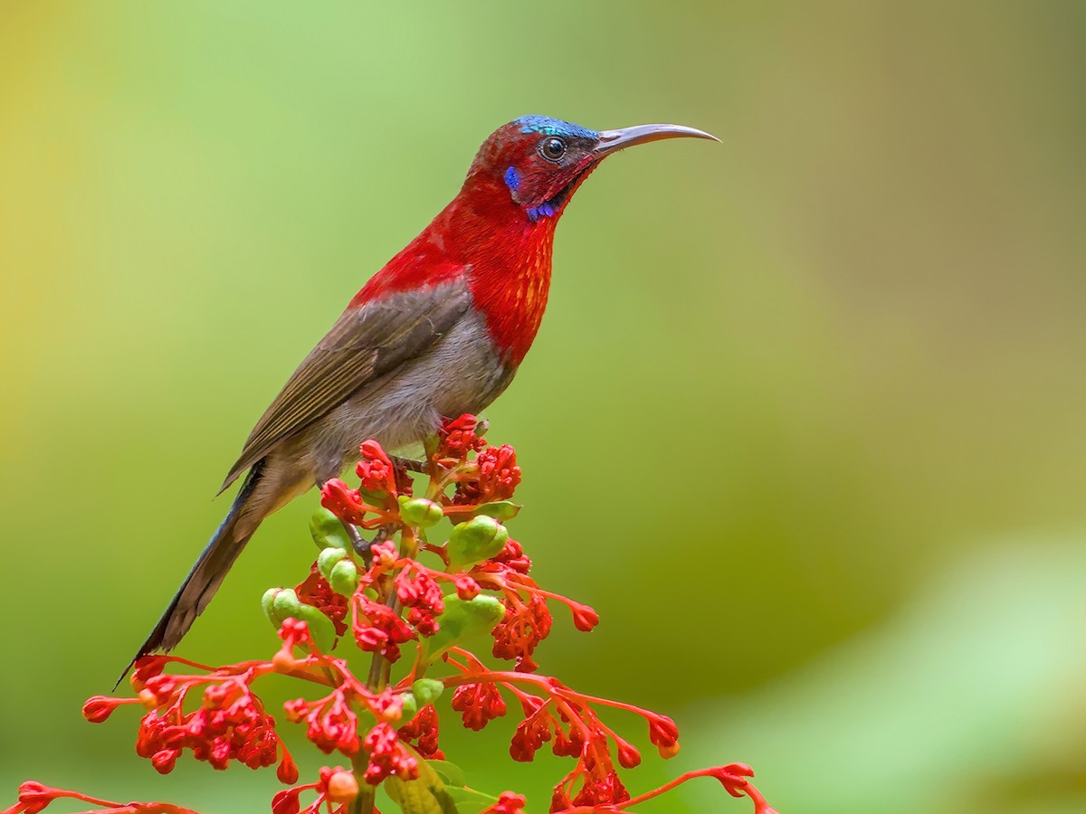 Vigors's Sunbird - Aethopyga vigorsii - Birds of the World