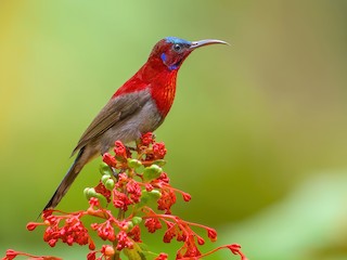 Vigors's Sunbird - Aethopyga vigorsii - Birds of the World