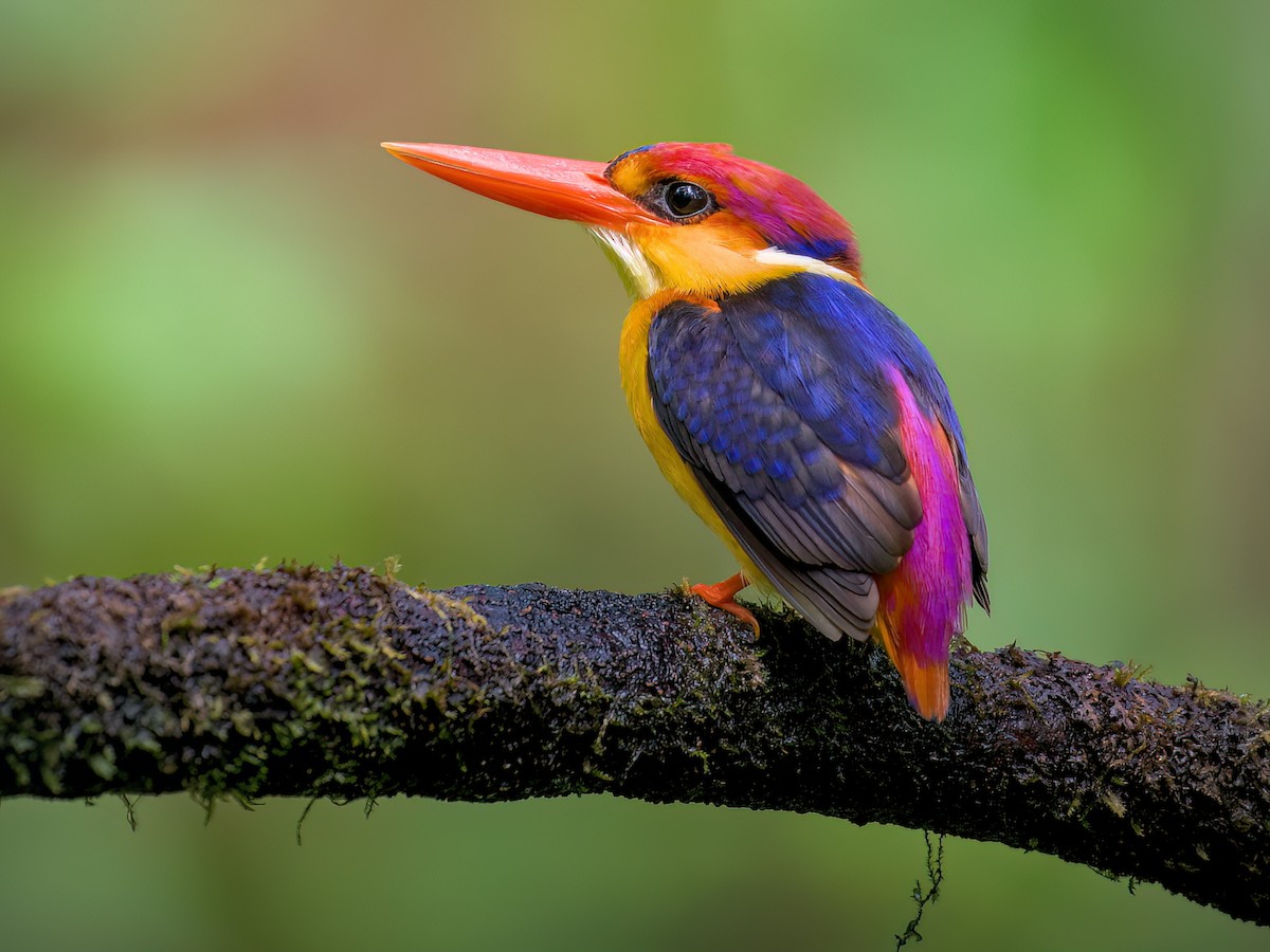 Black-backed Dwarf-Kingfisher - Ceyx erithaca - Birds of the World