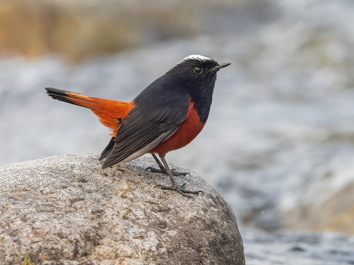 White-capped Redstart - Phoenicurus leucocephalus - Birds of the World