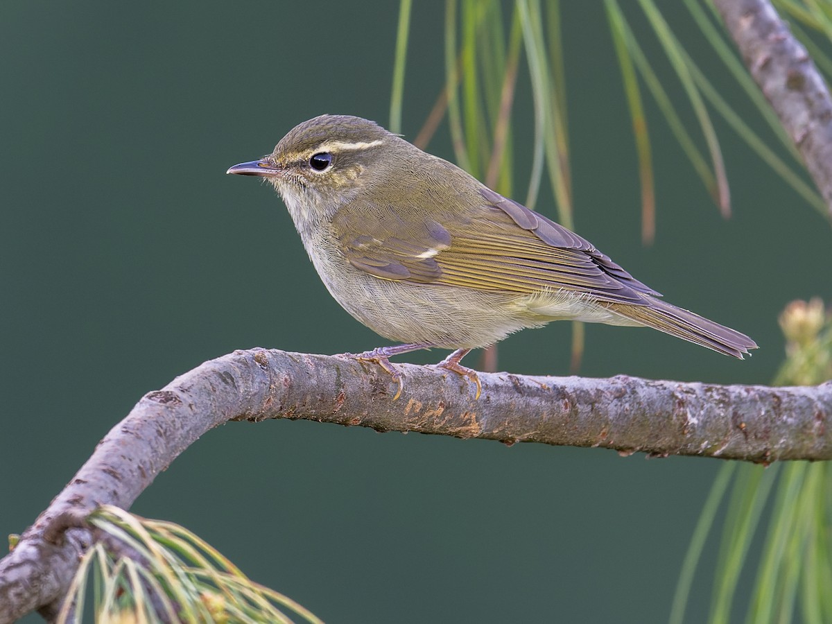 Large-billed Leaf Warbler - Phylloscopus magnirostris - Birds of the World