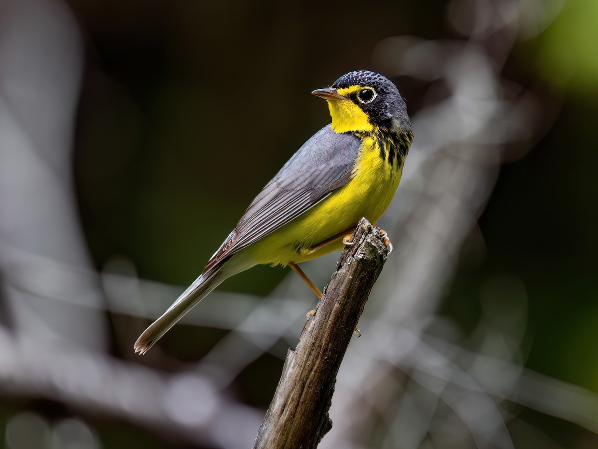 Canada Warbler - Cardellina canadensis - Birds of the World