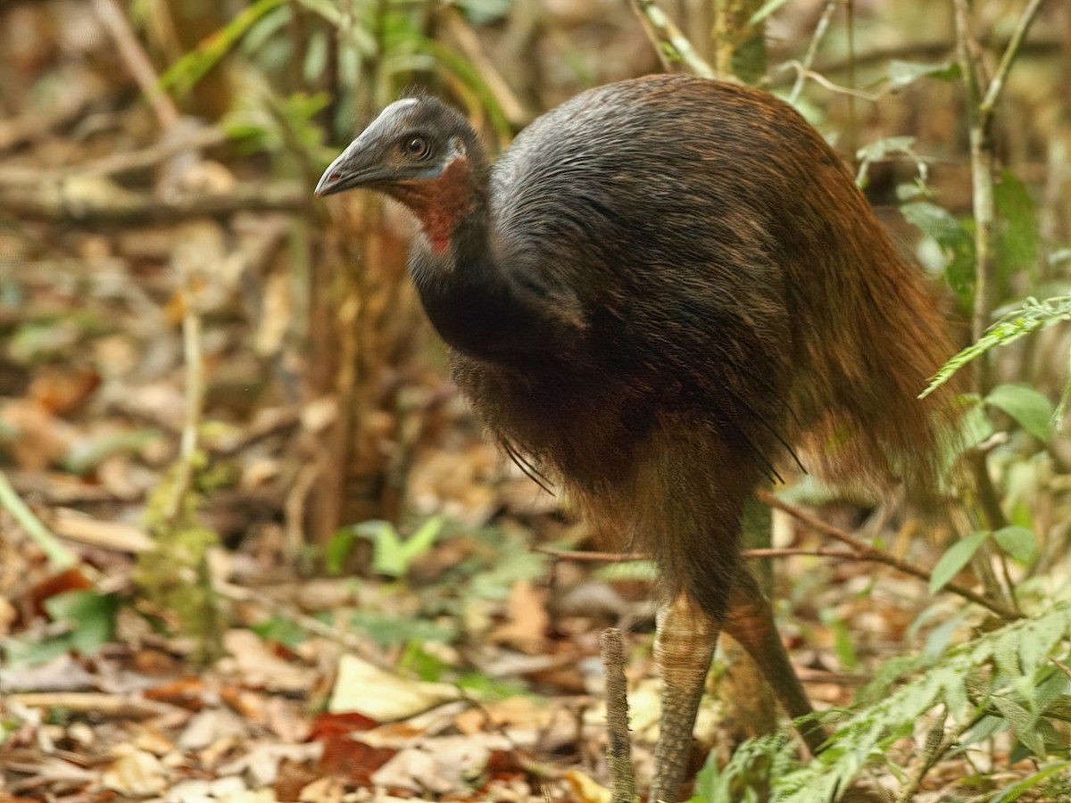 Dwarf Cassowary - Casuarius bennetti - Birds of the World