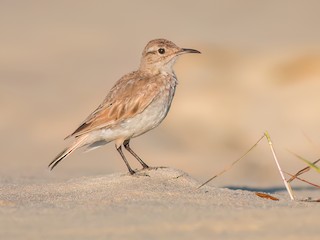 Common Miner - Geositta cunicularia - Birds of the World