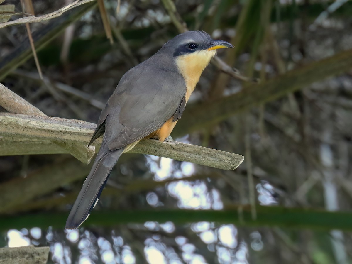 Mangrove Cuckoo - Coccyzus minor - Birds of the World