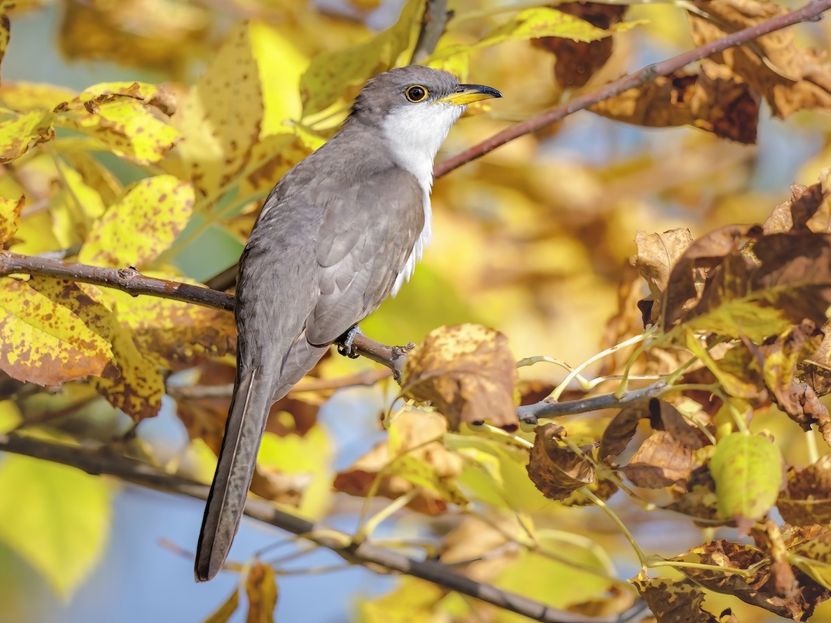 Yellow-billed Cuckoo - Coccyzus americanus - Birds of the World