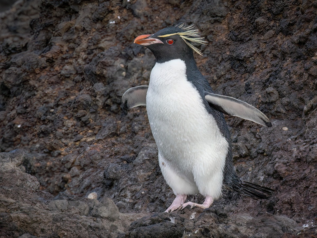 Eastern Rockhopper Penguin - Eudyptes filholi - Birds of the World