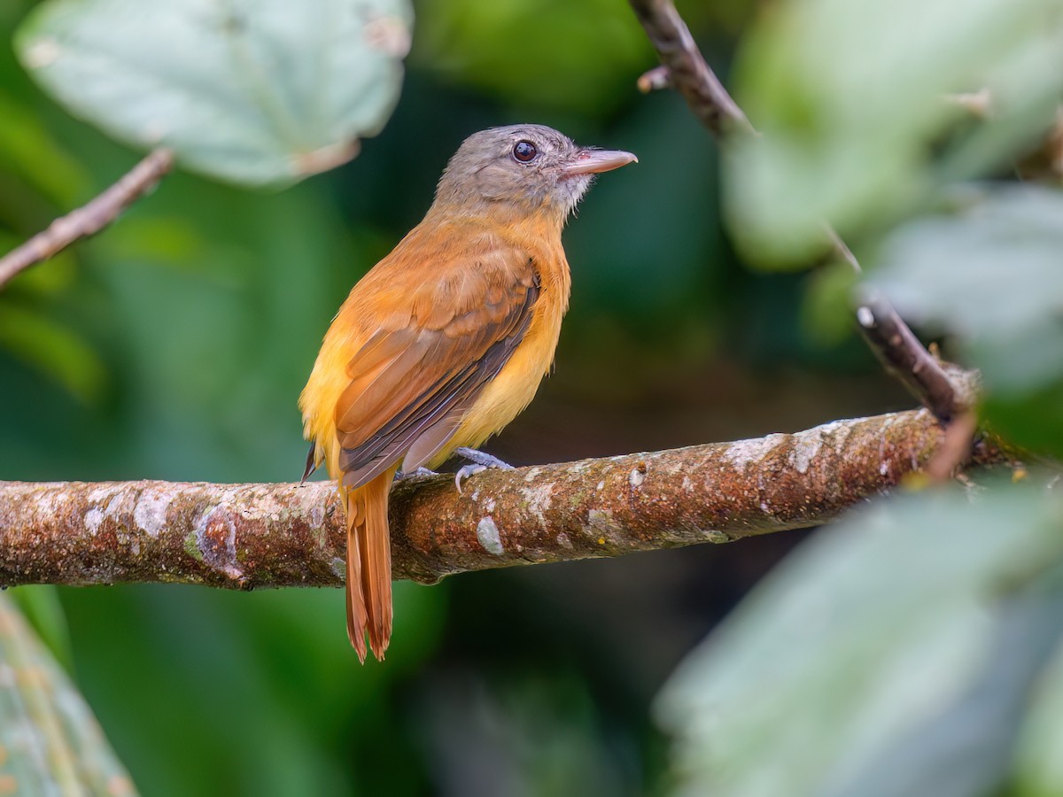 Citron-bellied Attila - Attila citriniventris - Birds of the World