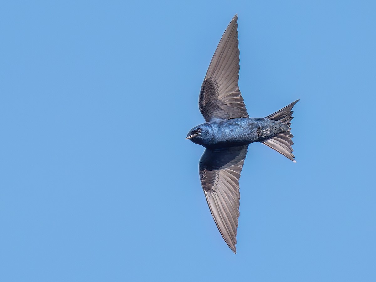 Purple Martin - Progne subis - Birds of the World