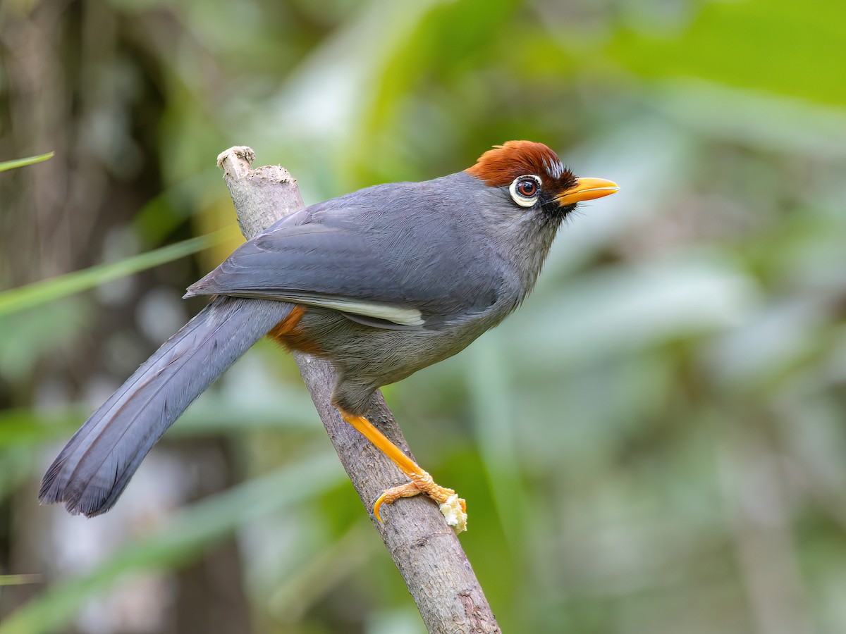 Chestnut-capped Laughingthrush - Pterorhinus mitratus - Birds of the World