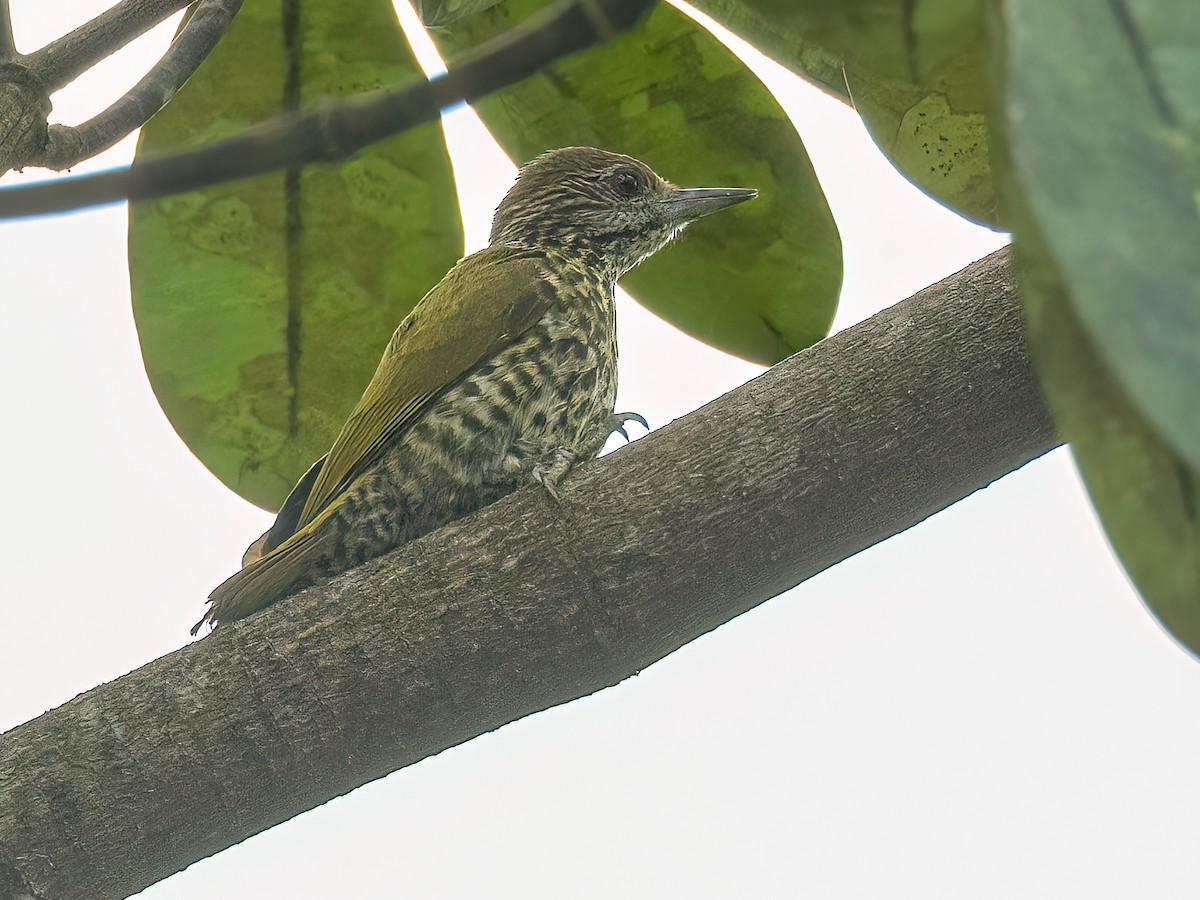 Gabon Woodpecker - Dendropicos gabonensis - Birds of the World