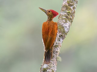Buff-spotted Flameback - Chrysocolaptes lucidus - Birds of the World