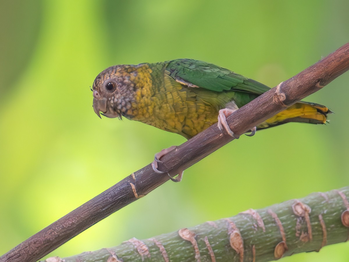 Meek's Pygmy-Parrot - Micropsitta meeki - Birds of the World