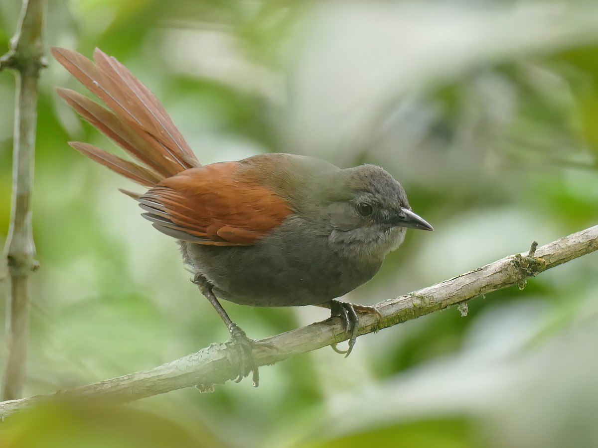 Marañon Spinetail - Synallaxis maranonica - Birds of the World