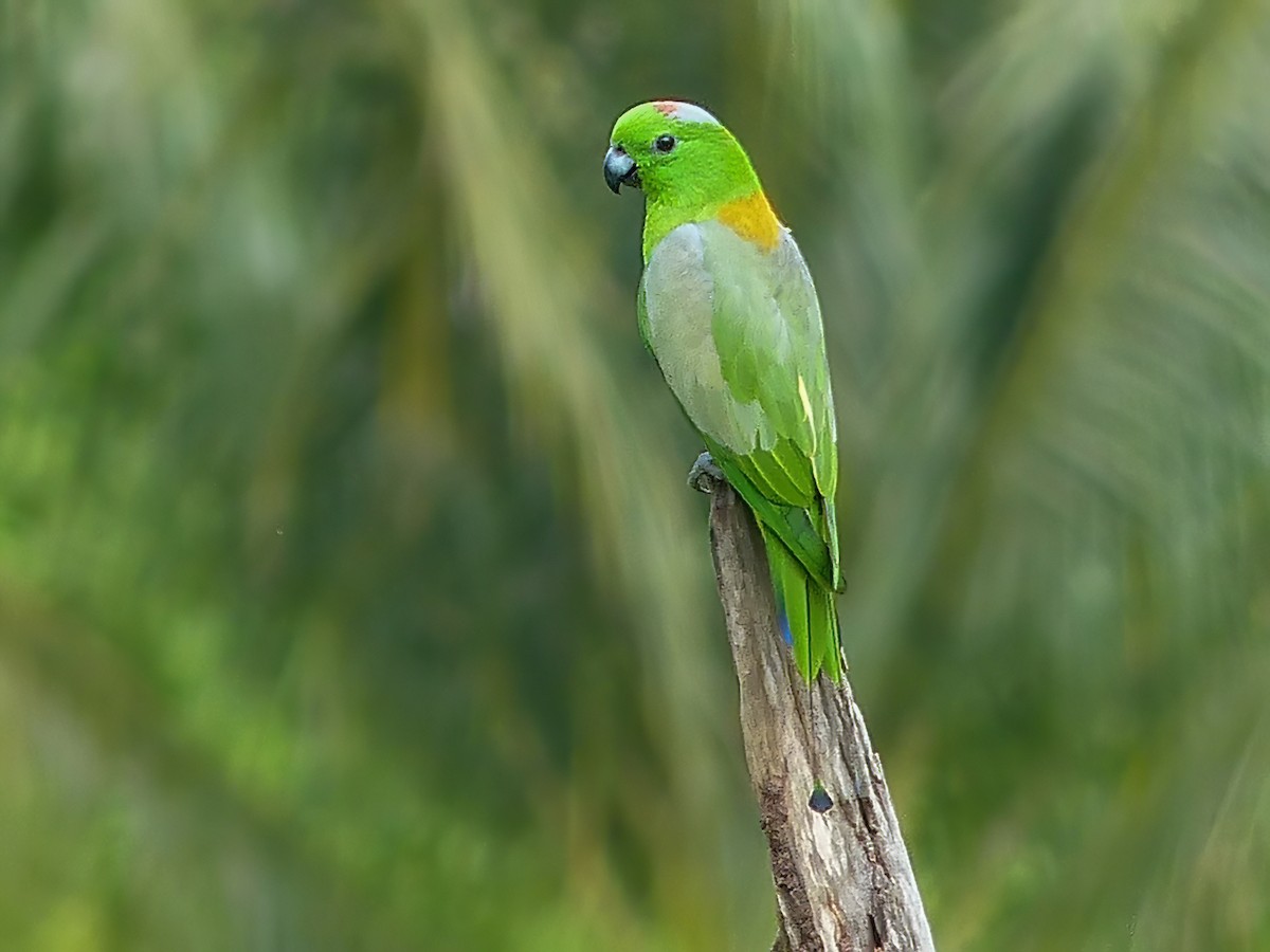 Golden-mantled Racquet-tail - Prioniturus platurus - Birds of the World
