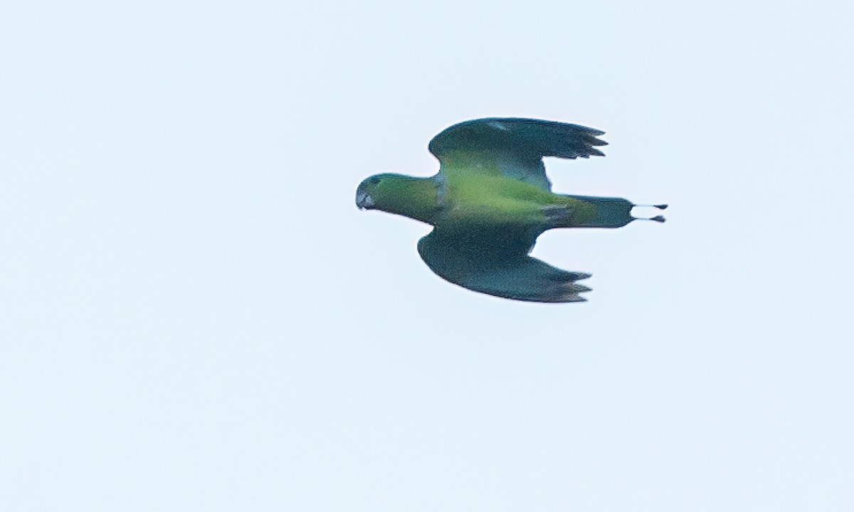 Luzon Racquet-tail - Prioniturus montanus - Birds of the World