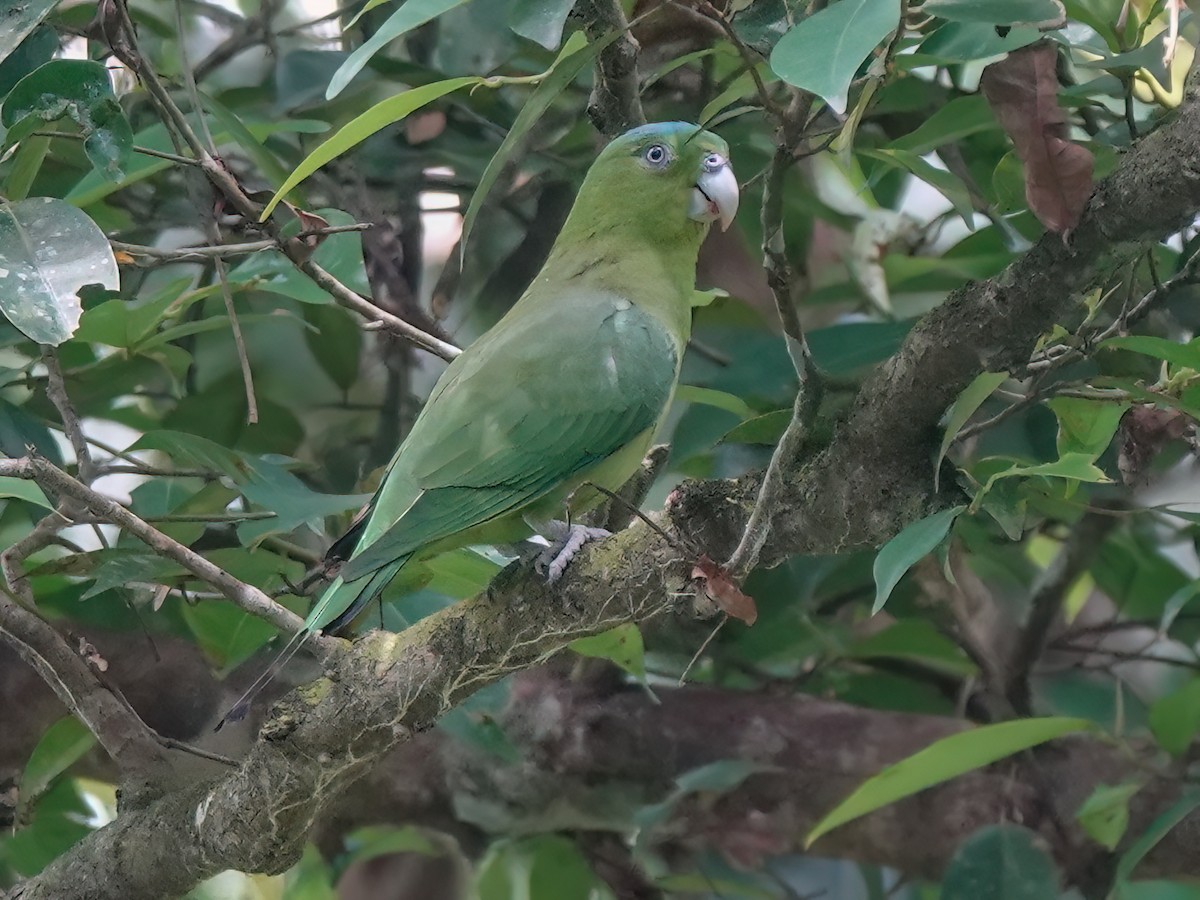 Mindoro Racquet-tail - Prioniturus mindorensis - Birds of the World
