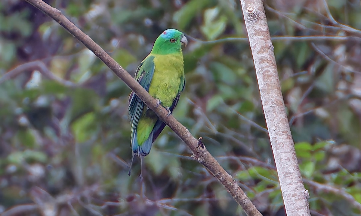 Blue-winged Racquet-tail - Prioniturus verticalis - Birds of the World