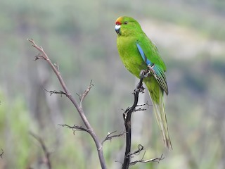 Chatham Islands Parakeet - Cyanoramphus forbesi - Birds of the World