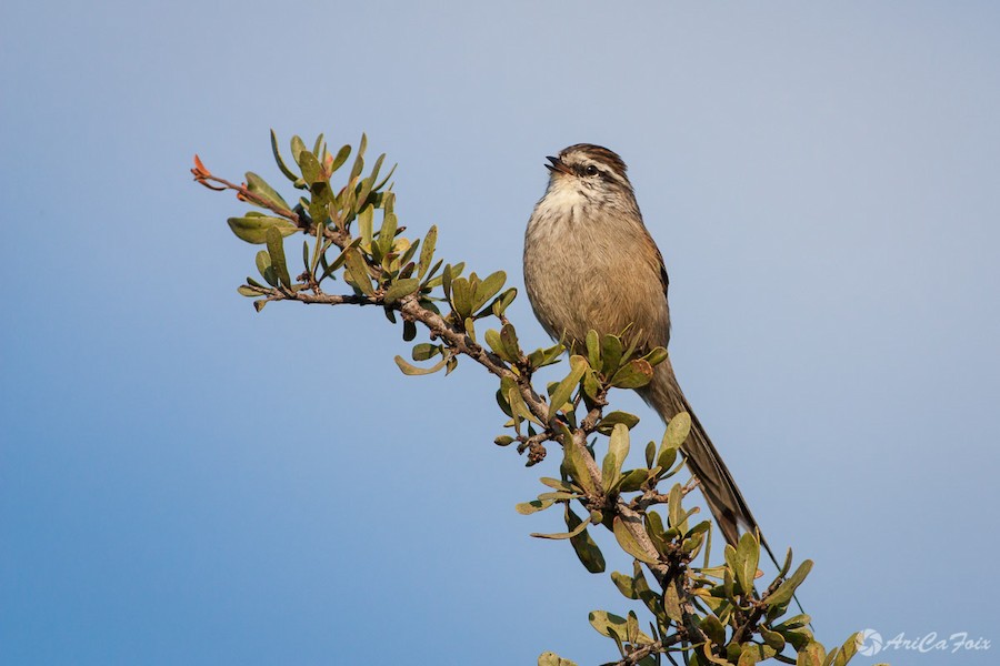 エナガカマドドリ（aegithaloides） - eBird