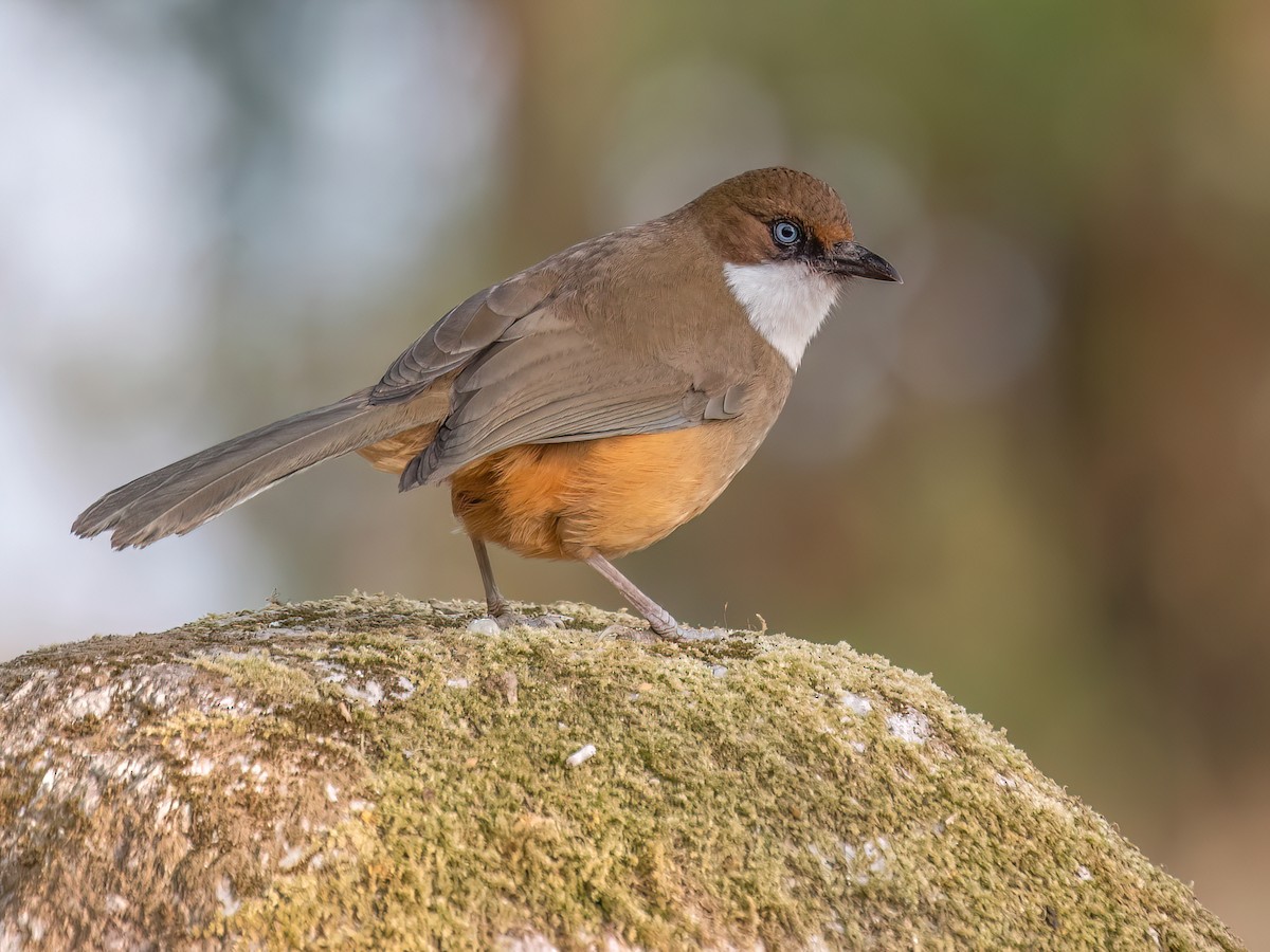 White-throated Laughingthrush - Pterorhinus albogularis - Birds of the ...