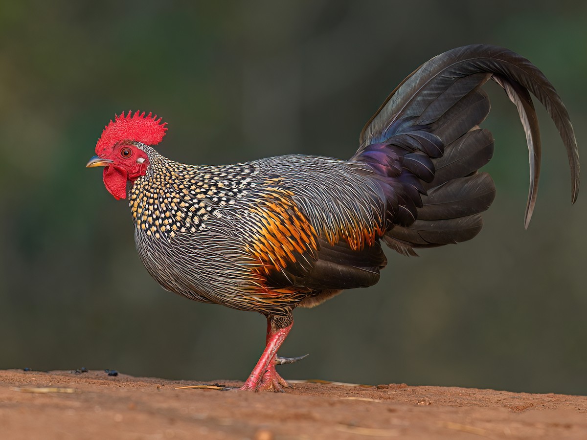 Gray Junglefowl - Gallus sonneratii - Birds of the World