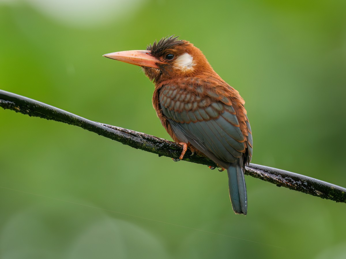 White-eared Jacamar - Galbalcyrhynchus leucotis - Birds of the World